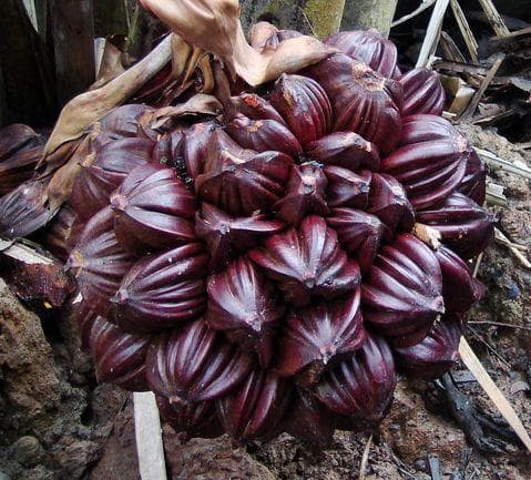 Ranking the 20+ Weirdest Looking Fruit in the World