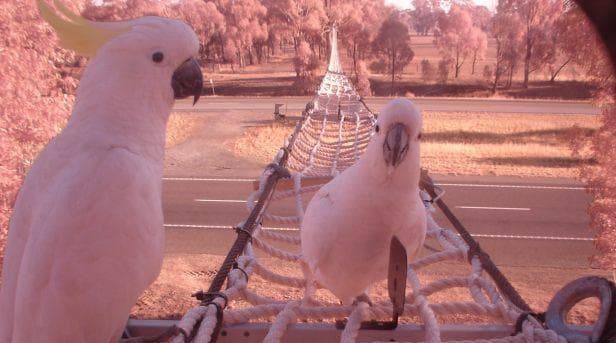 15 Facts About Animal Bridges You Probably Never Knew