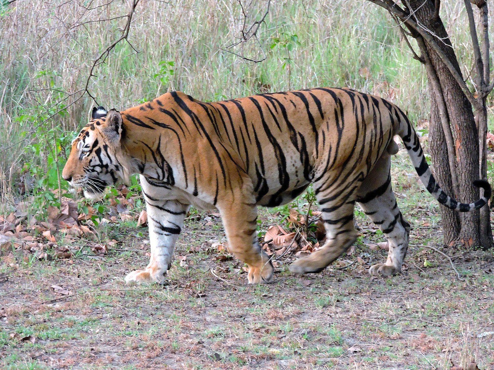 The 12 Wildest Zoo Animal Escapes Of All Time
