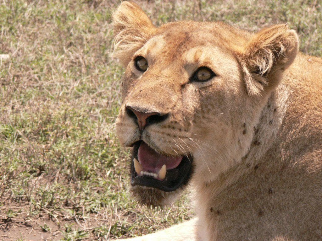 The 12 Wildest Zoo Animal Escapes Of All Time