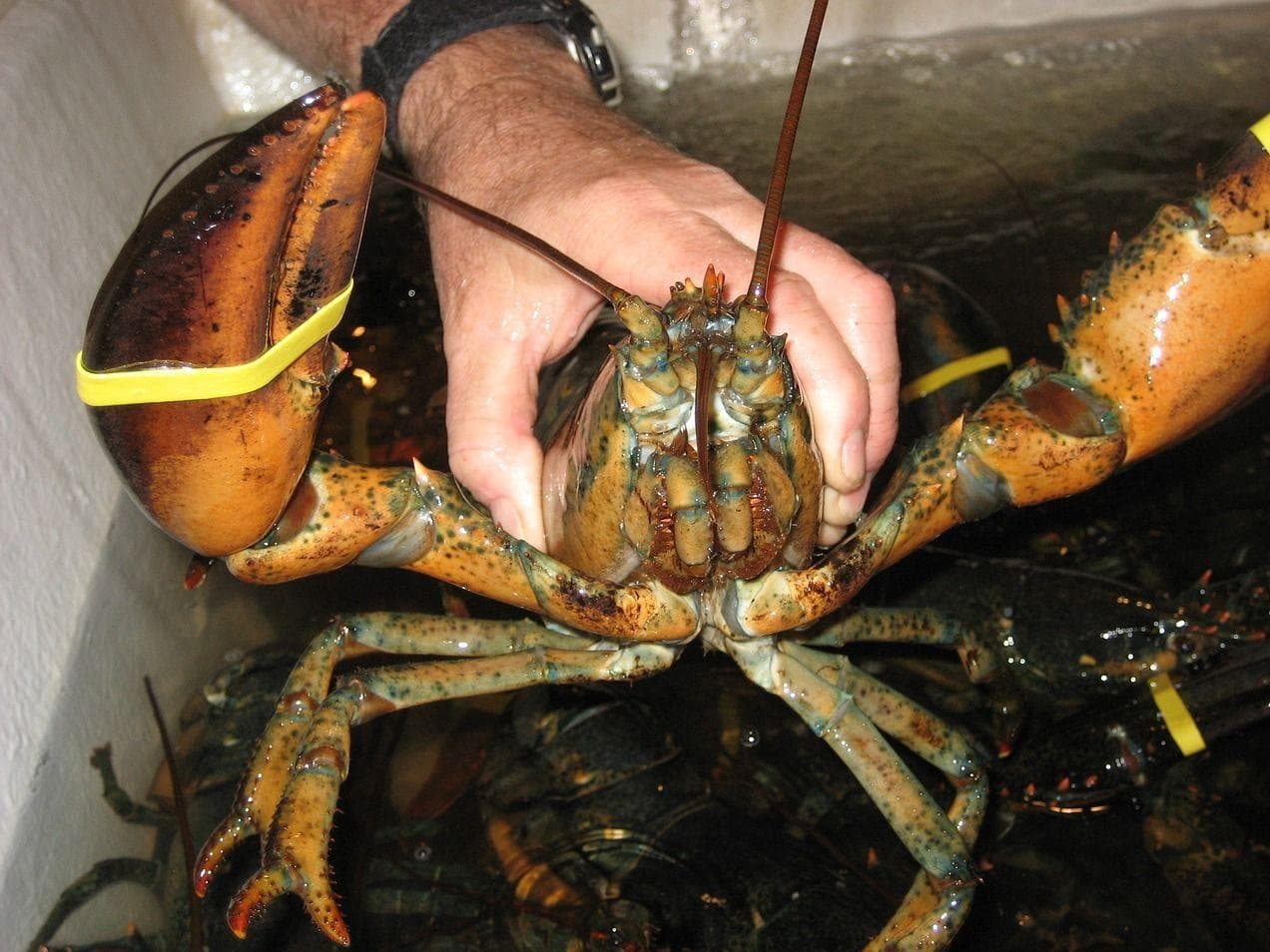 14 Surprising Facts Most People Never Learned About Lobsters