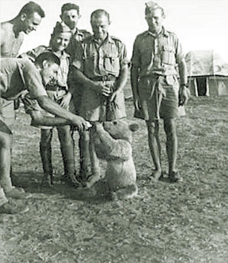 The True Story Of Wojtek, The Bear That Served In The Polish Military