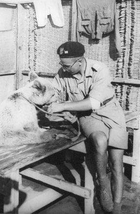 The True Story Of Wojtek, The Bear That Served In The Polish Military