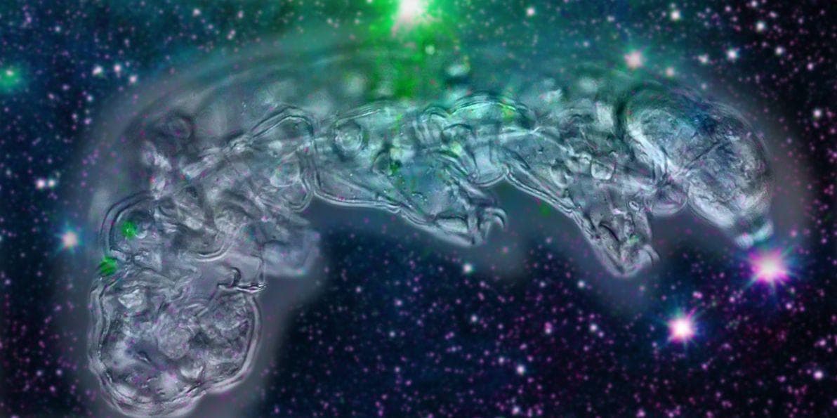 16 Unbelievable Facts About Tardigrades and Their Ability to Survive