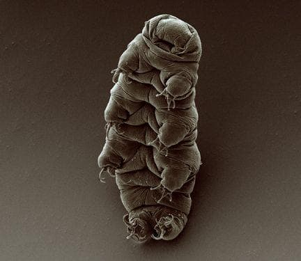 16 Unbelievable Facts About Tardigrades and Their Ability to Survive