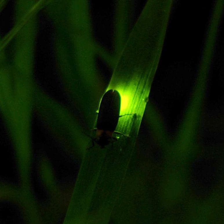 20 Stunning Photos Of Naturally Neon Animals