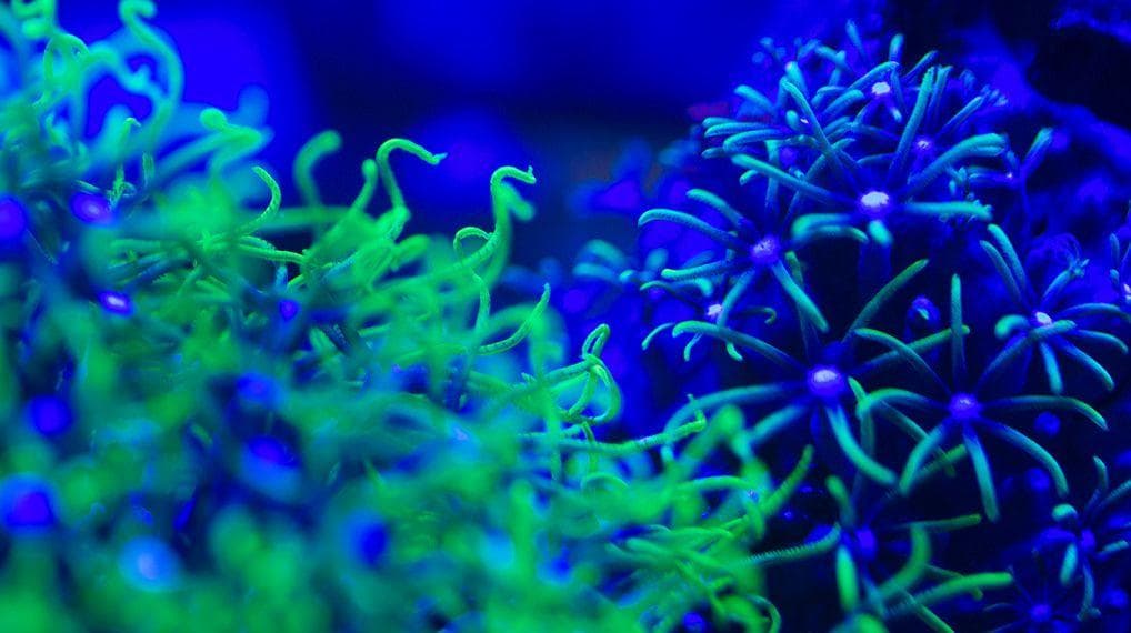 20 Stunning Photos Of Naturally Neon Animals