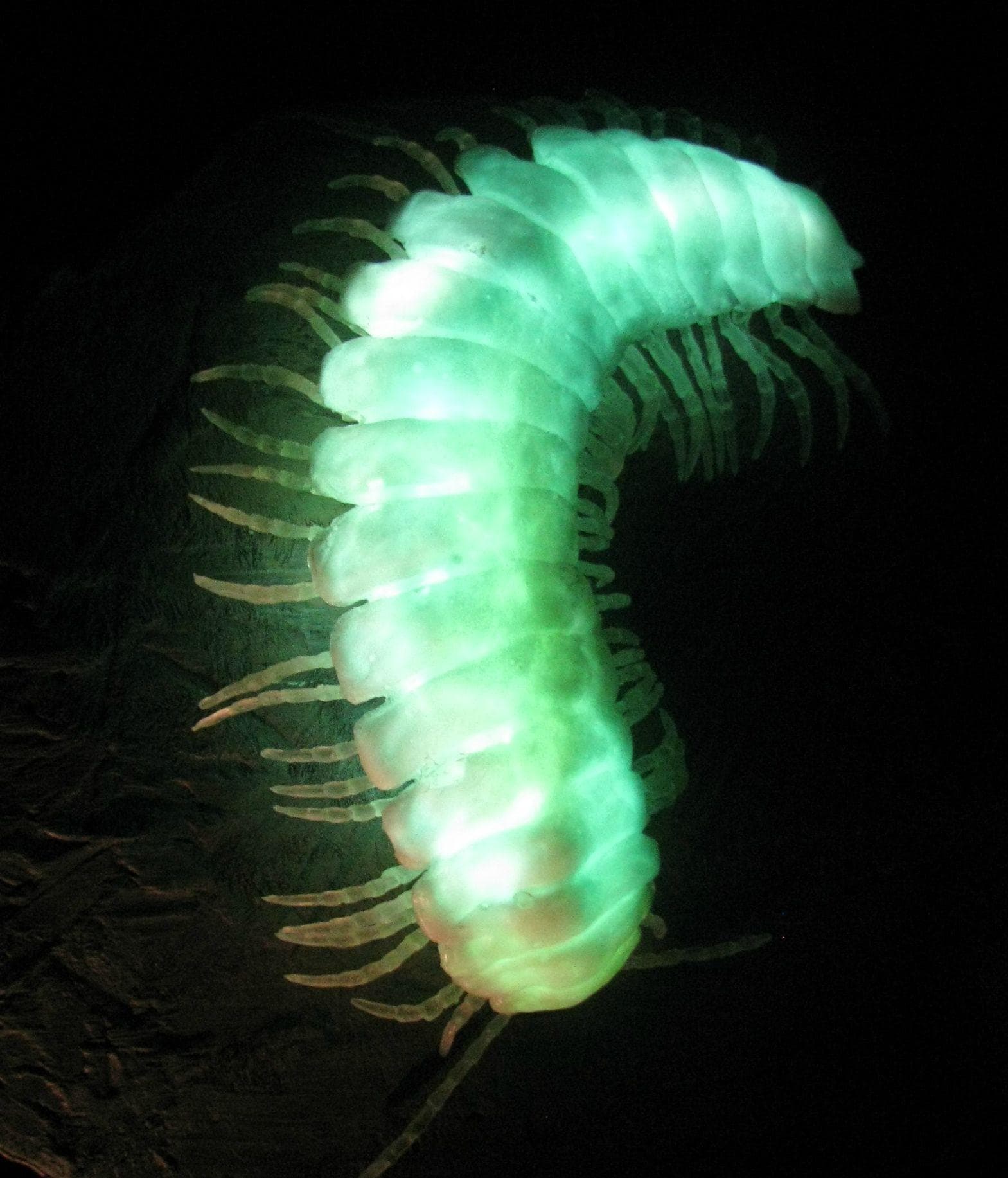 21 Stunning Photos Of Naturally Neon Animals