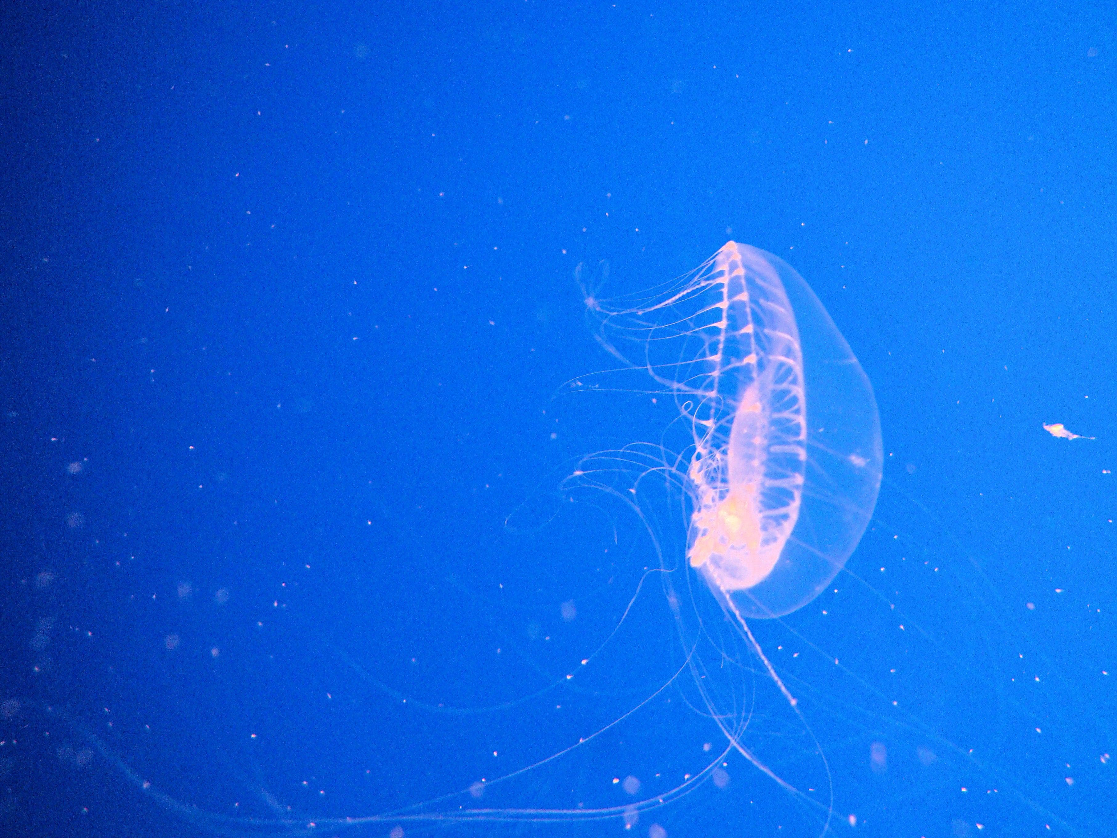 20 Stunning Photos Of Naturally Neon Animals