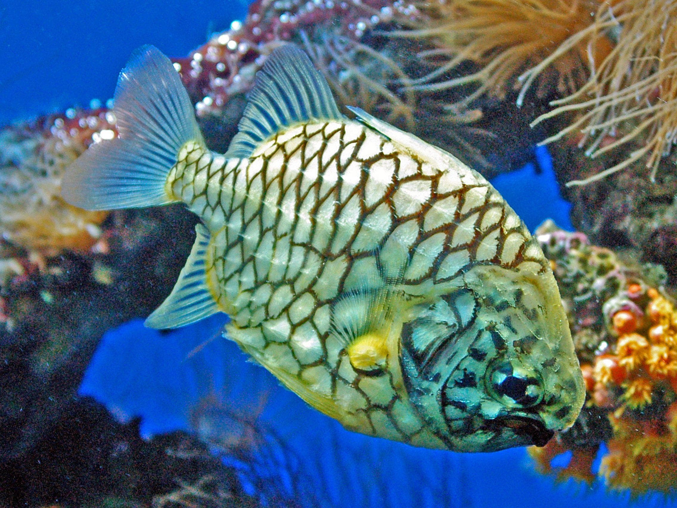 20 Stunning Photos Of Naturally Neon Animals