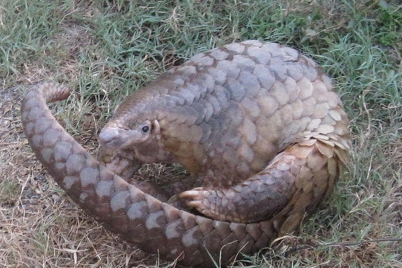 16 Incredible Facts About Pangolins
