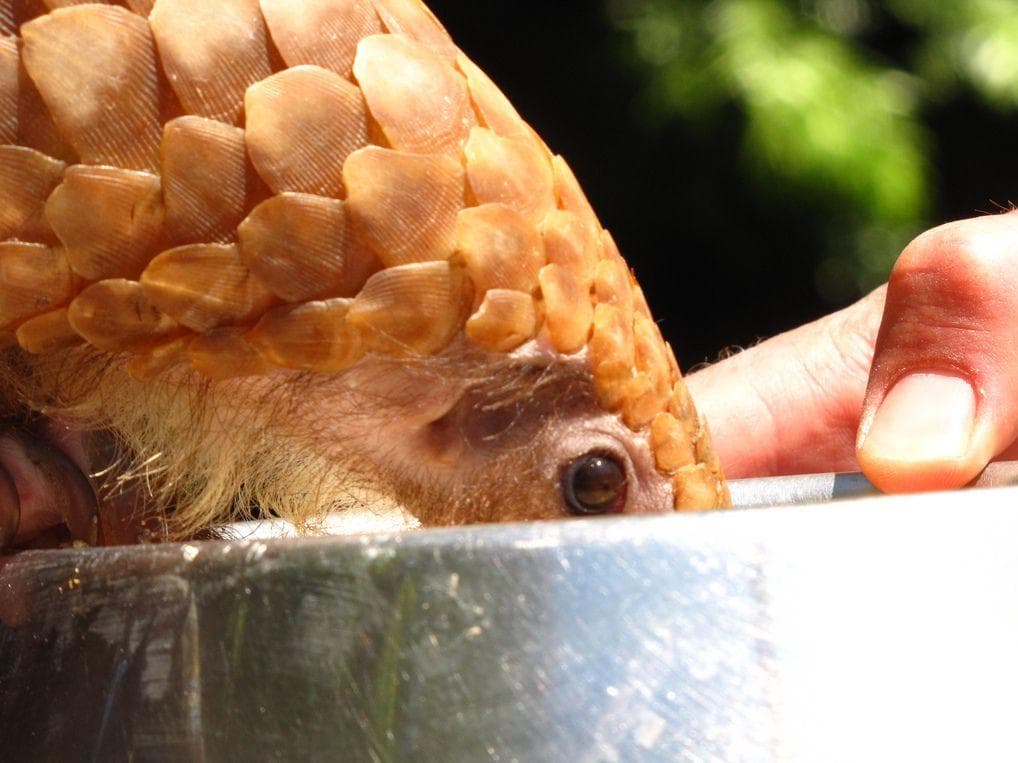 16 Incredible Facts About Pangolins