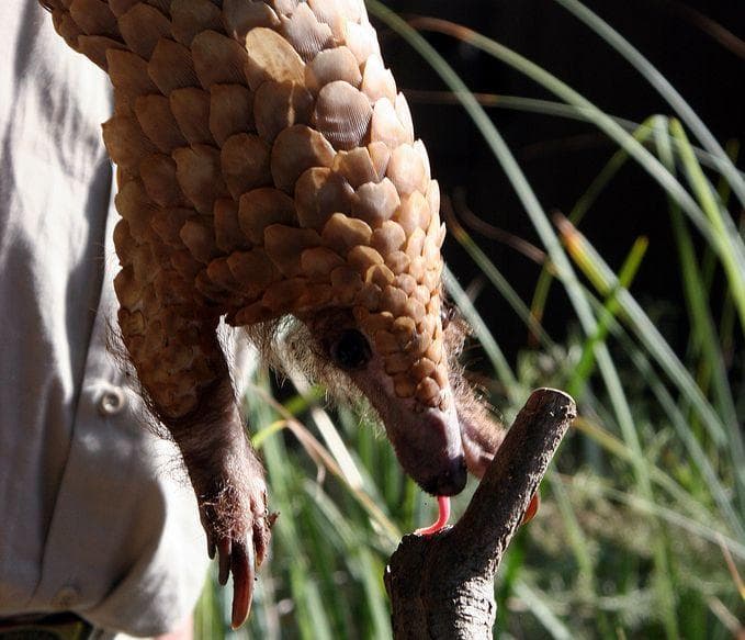 16 Incredible Facts About Pangolins