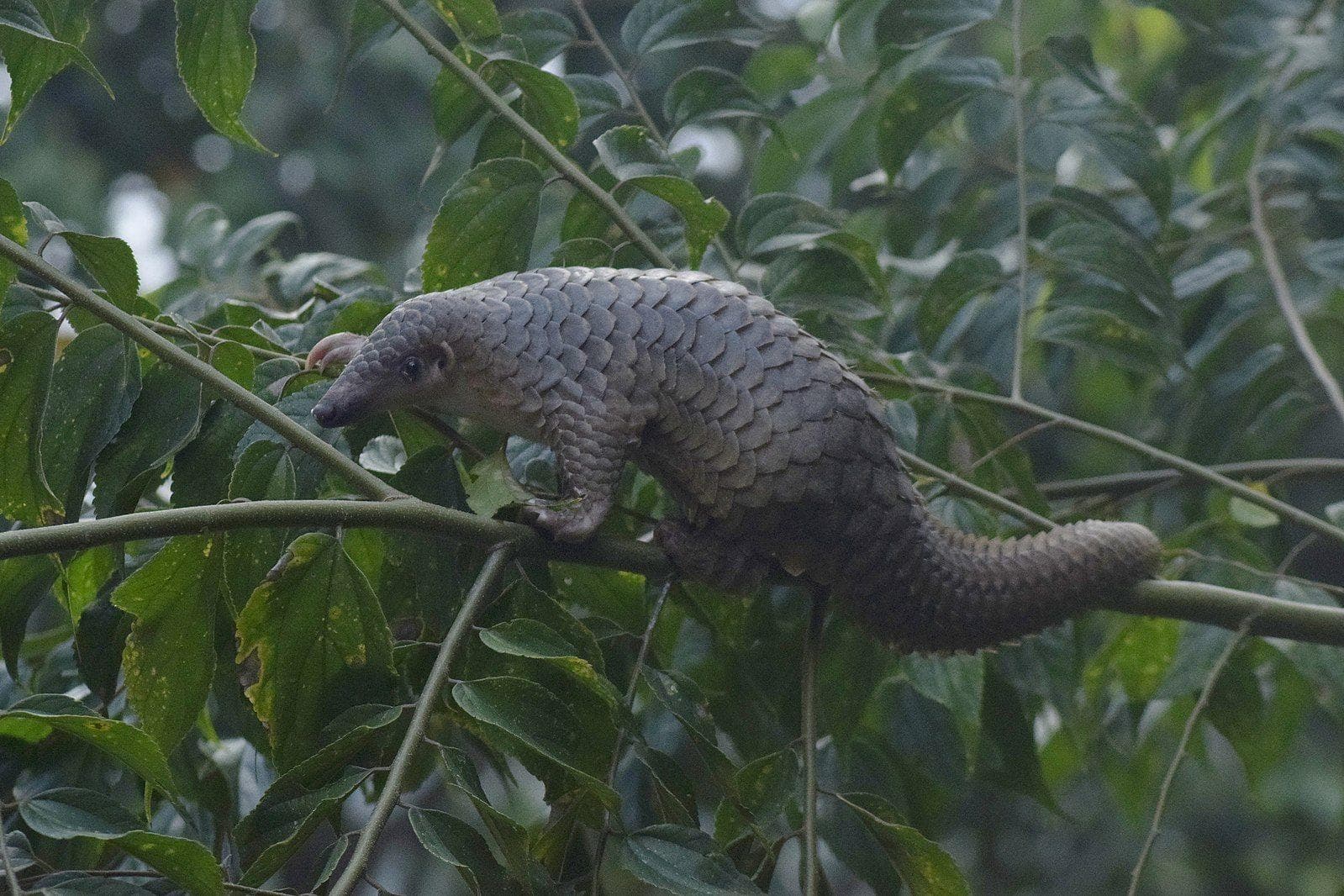 16 Incredible Facts About Pangolins