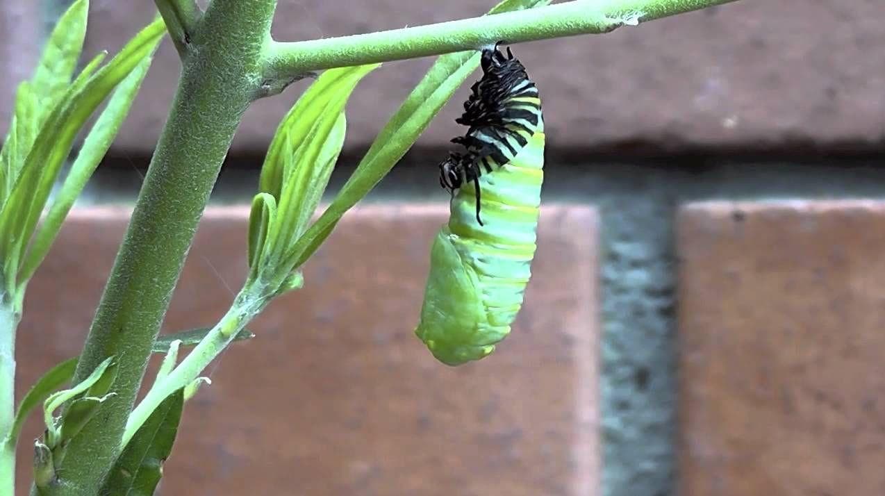What Exactly Happens When A Caterpillar Transforms Into A Butterfly?