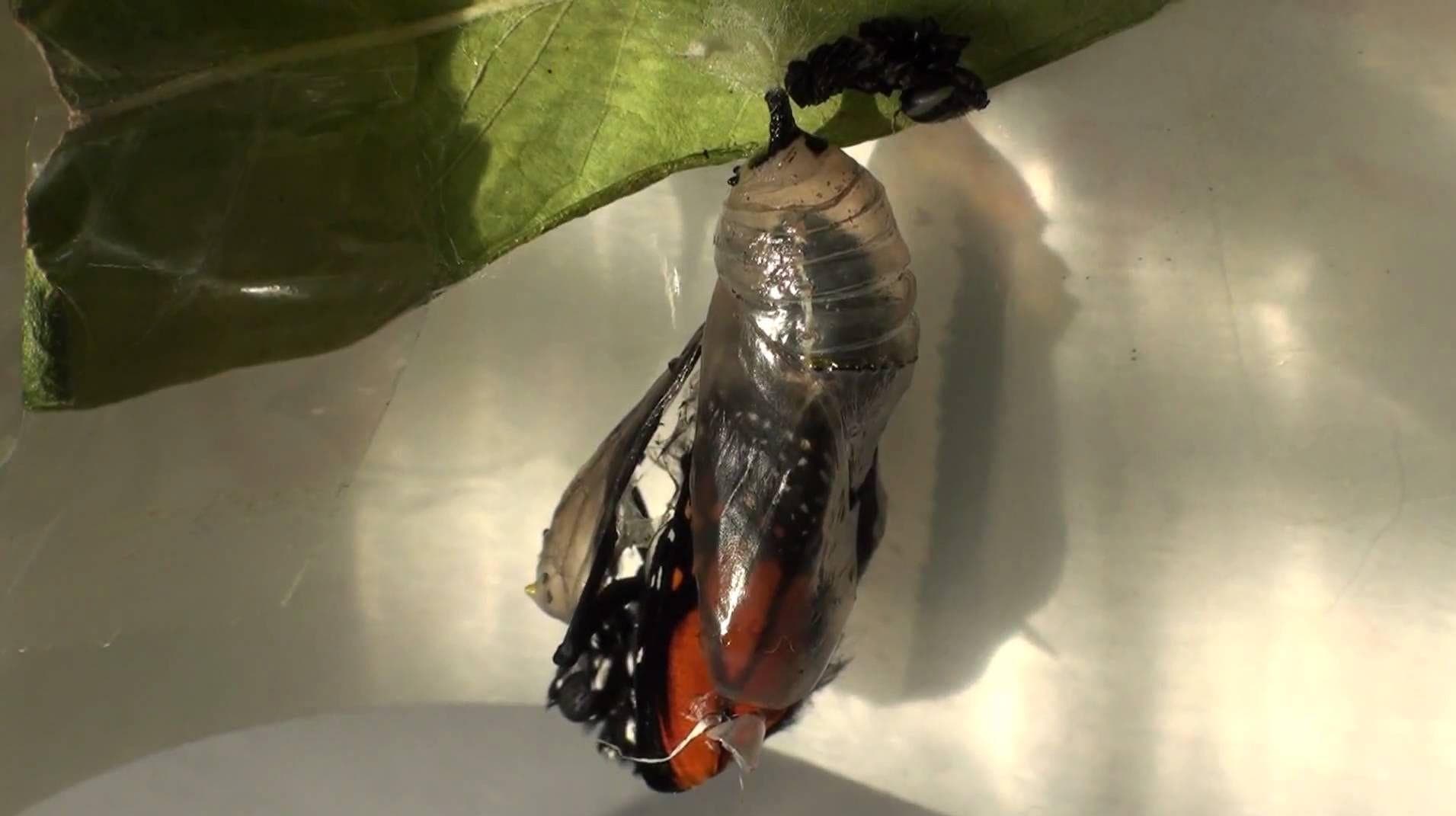 What Exactly Happens When A Caterpillar Transforms Into A Butterfly?