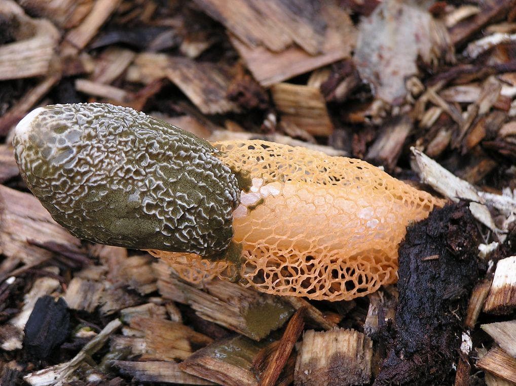 12 Bizarre Effects That Plants And Fungi Can Induce