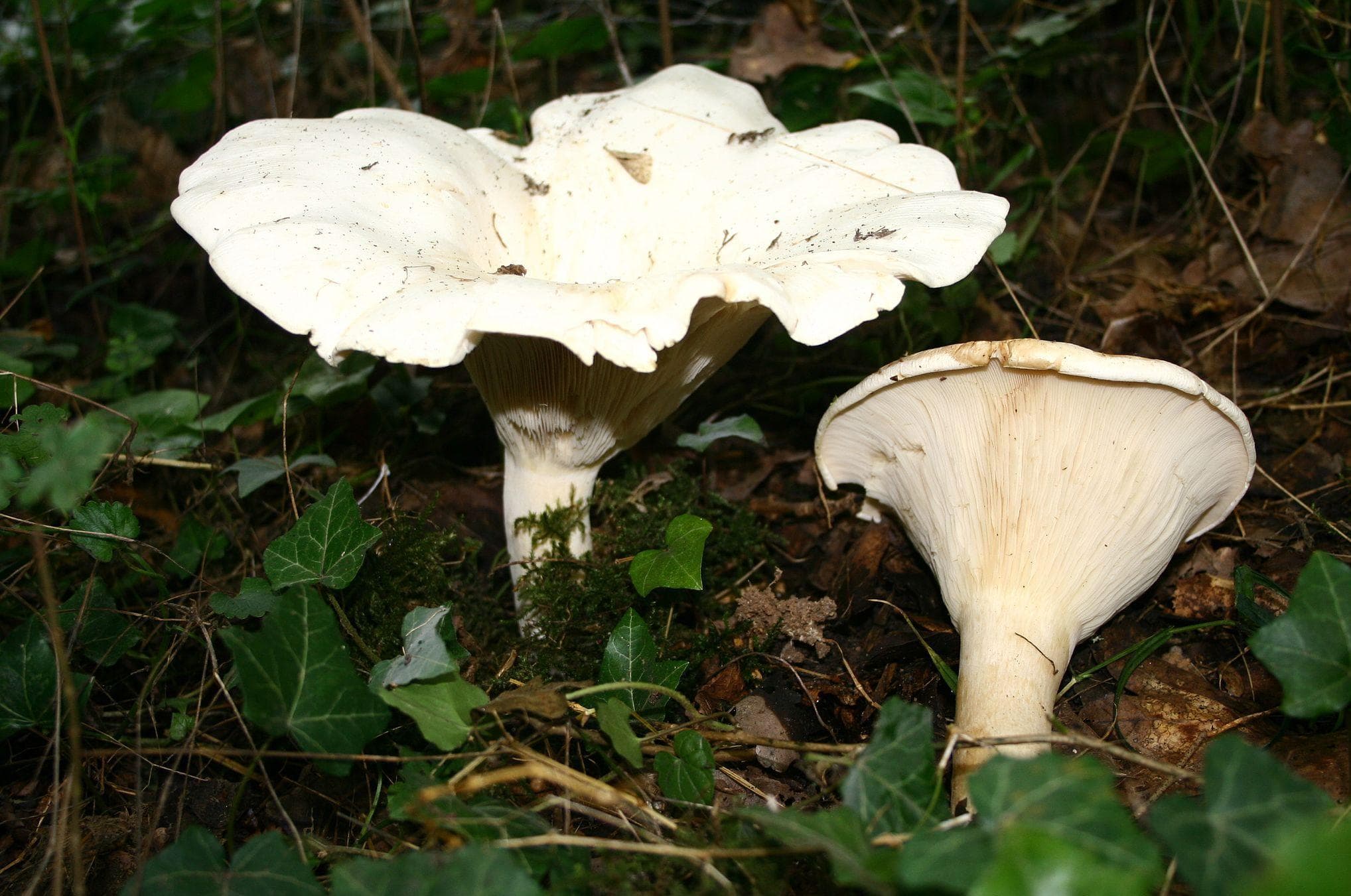 12 Bizarre Effects That Plants And Fungi Can Induce