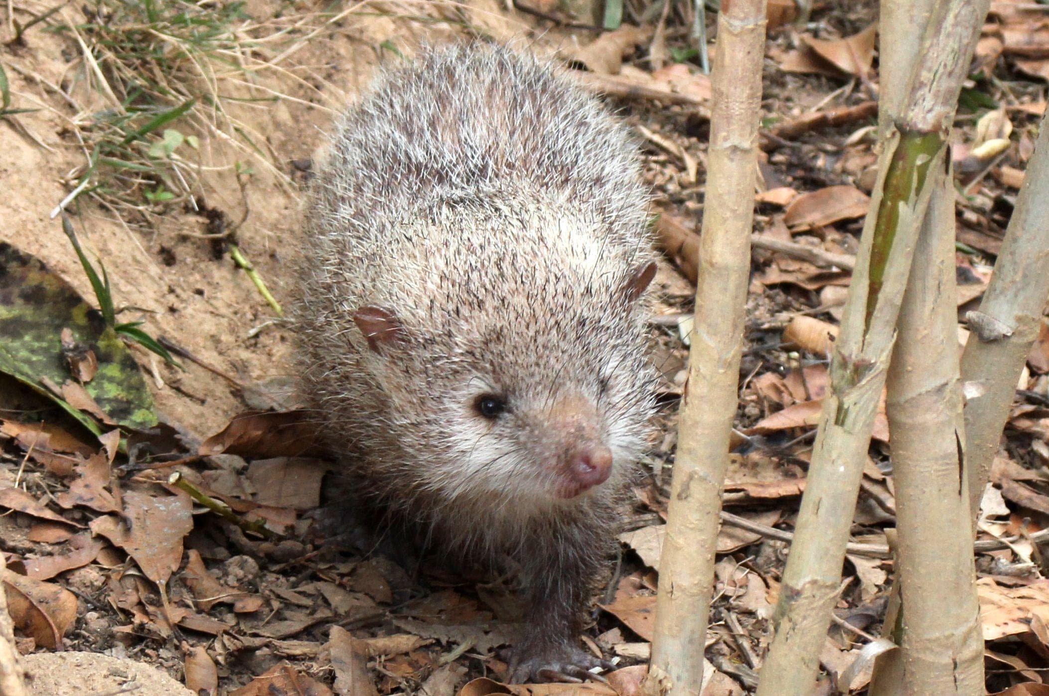 The 14 Weirdest Animal Vaginas and Reproductive Systems