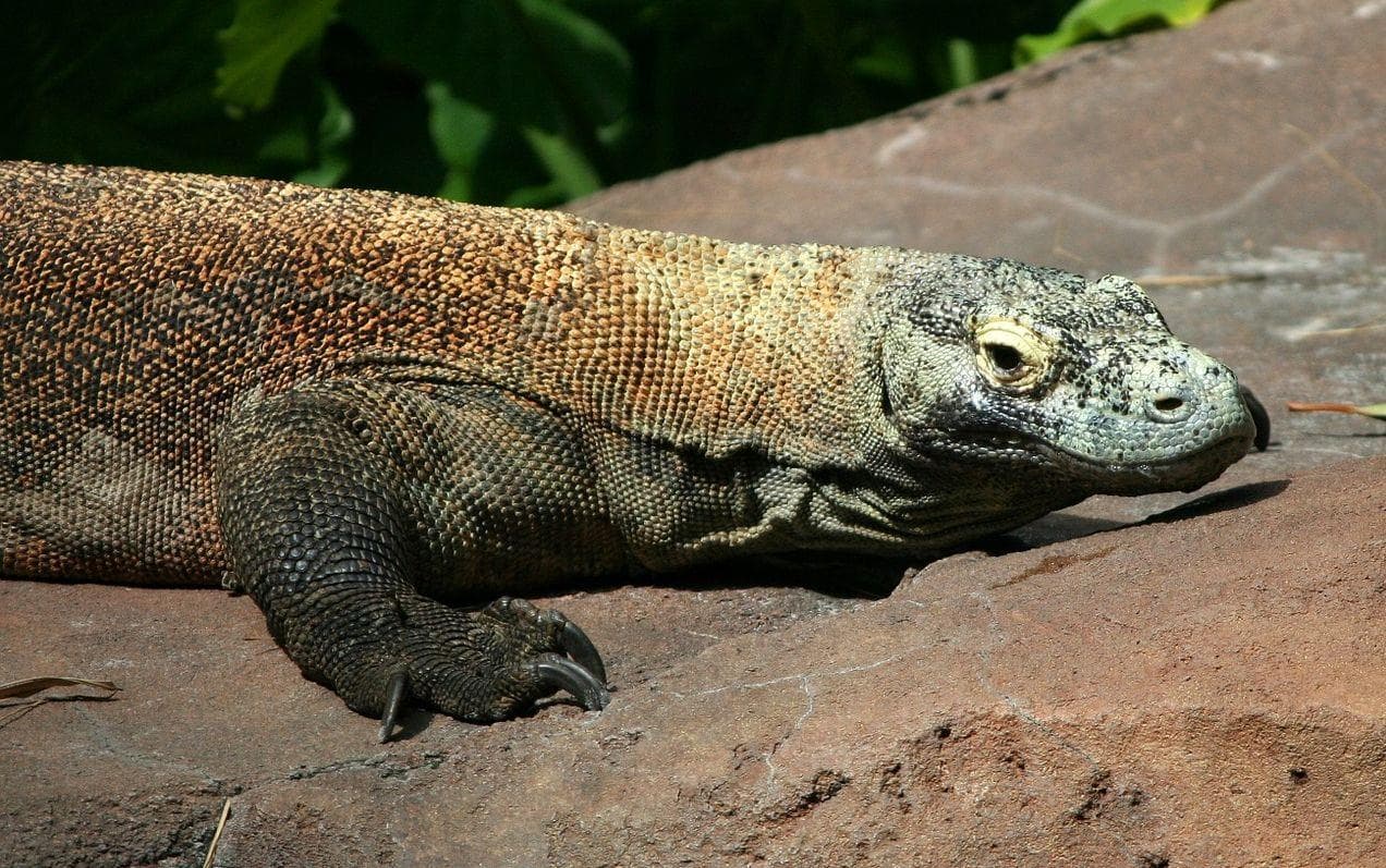 The 14 Weirdest Animal Vaginas and Reproductive Systems