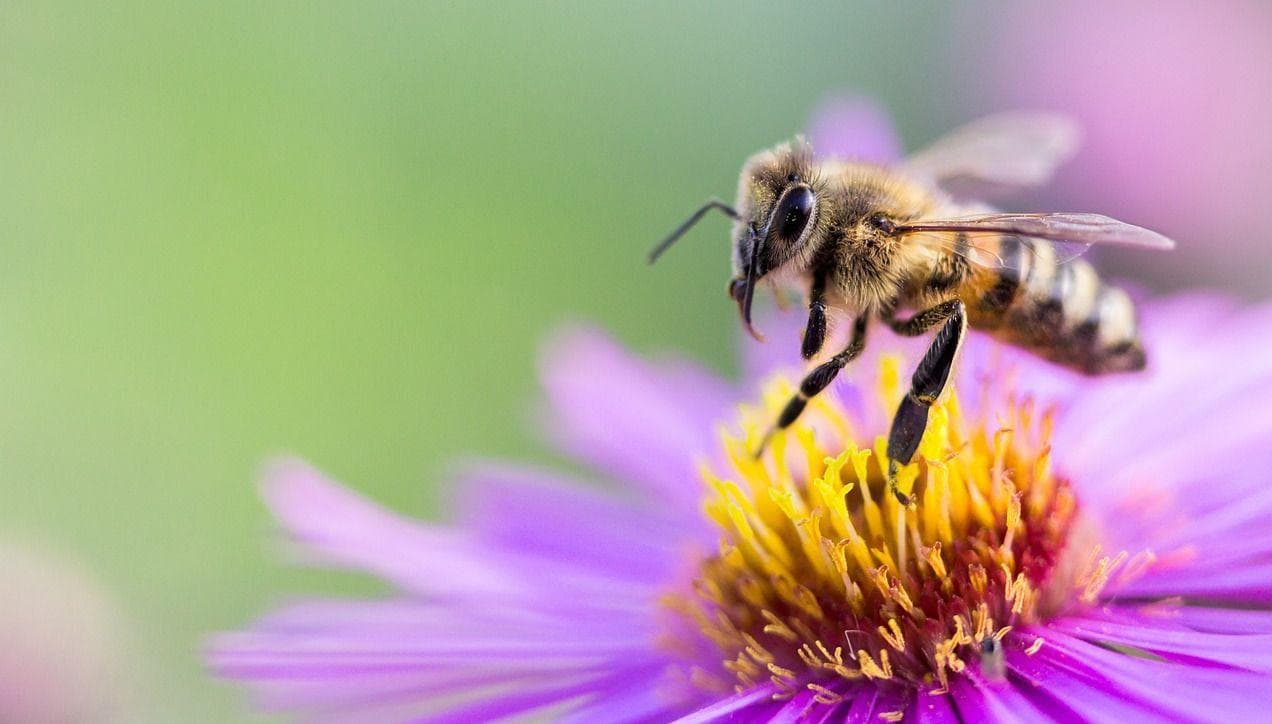 The 14 Weirdest Animal Vaginas and Reproductive Systems