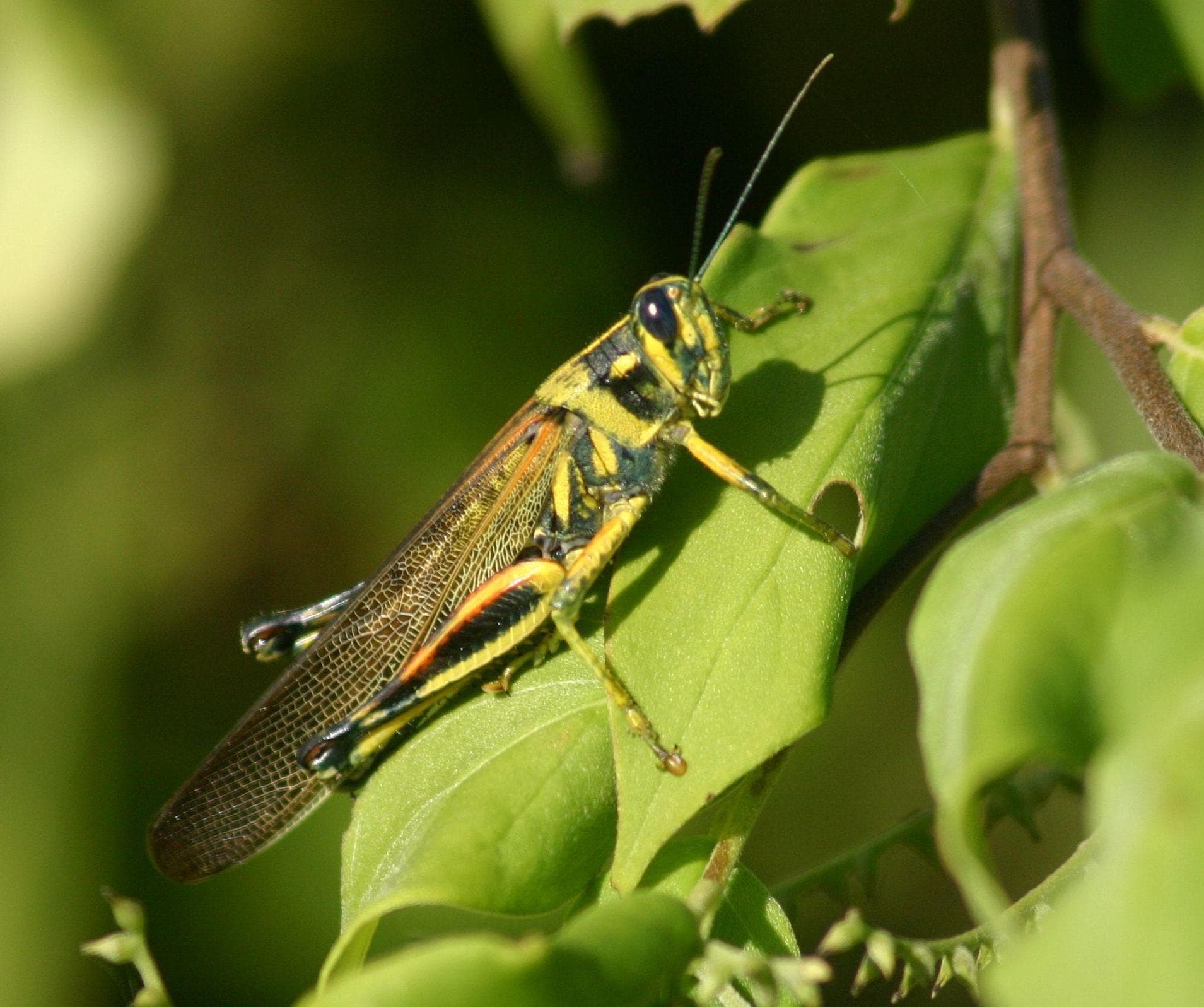 13 Fascinating Animals That Inhabit The Galapagos Islands