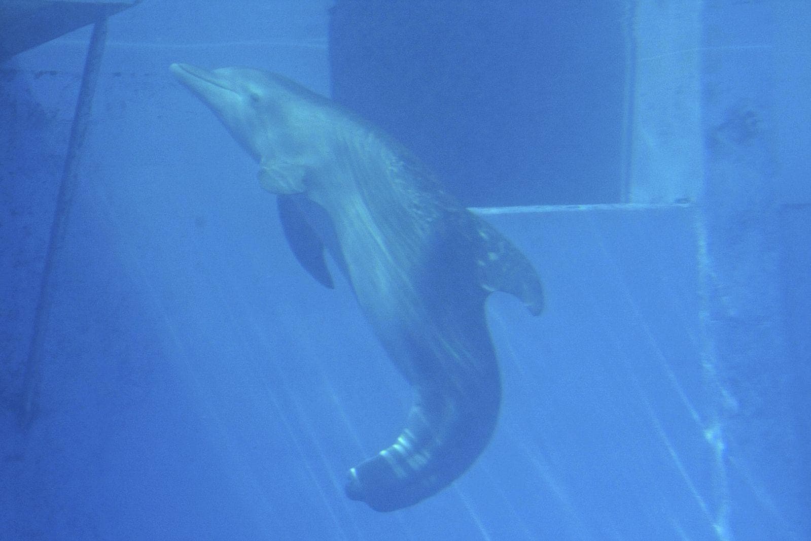 The Story Of Winter The Dolphin And Her Prosthetic Tail