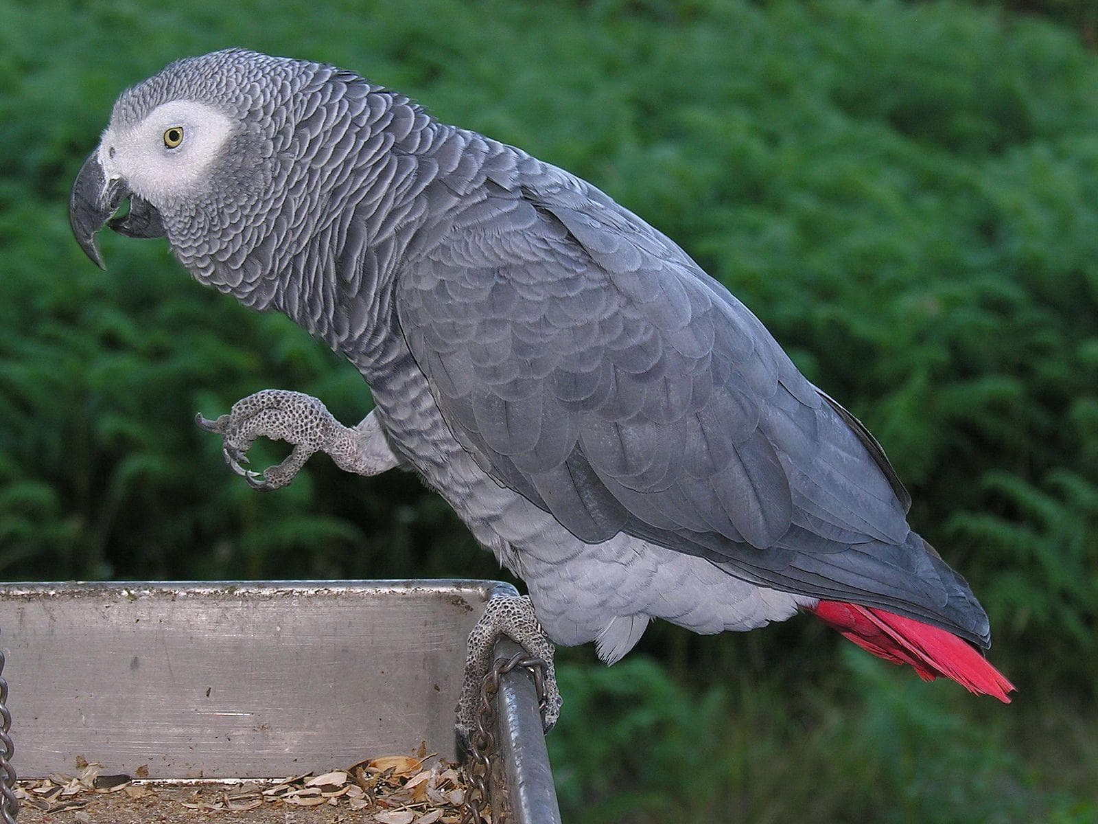 Meet Alex The Parrot, The Bird With A Vocabulary Bigger Than Yours