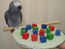 Meet Alex The Parrot, The Bird With A Vocabulary Bigger Than Yours