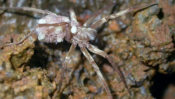 The 13 Creepiest Creatures That Only Live In Caves