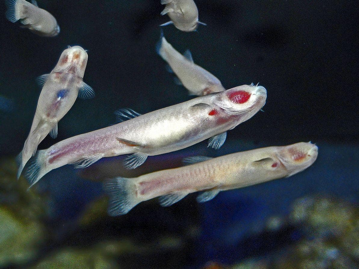 The 13 Creepiest Creatures That Only Live In Caves