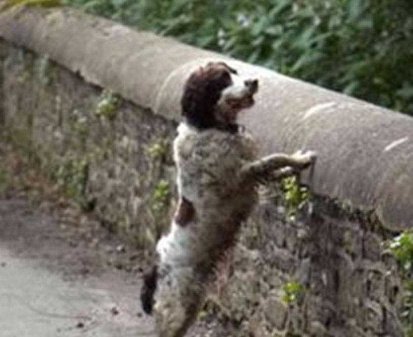 Why Are Dogs Hurling Themselves Off The Mysterious Overtoun Bridge?