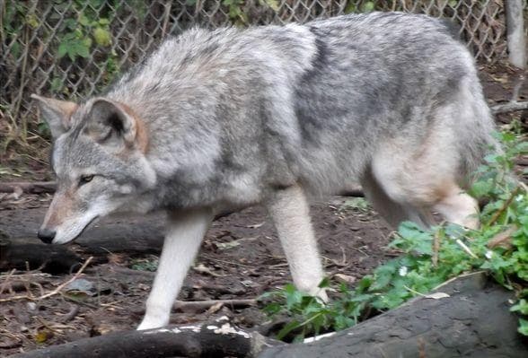 15 Weird Animal Crossbreeds That Actually Exist