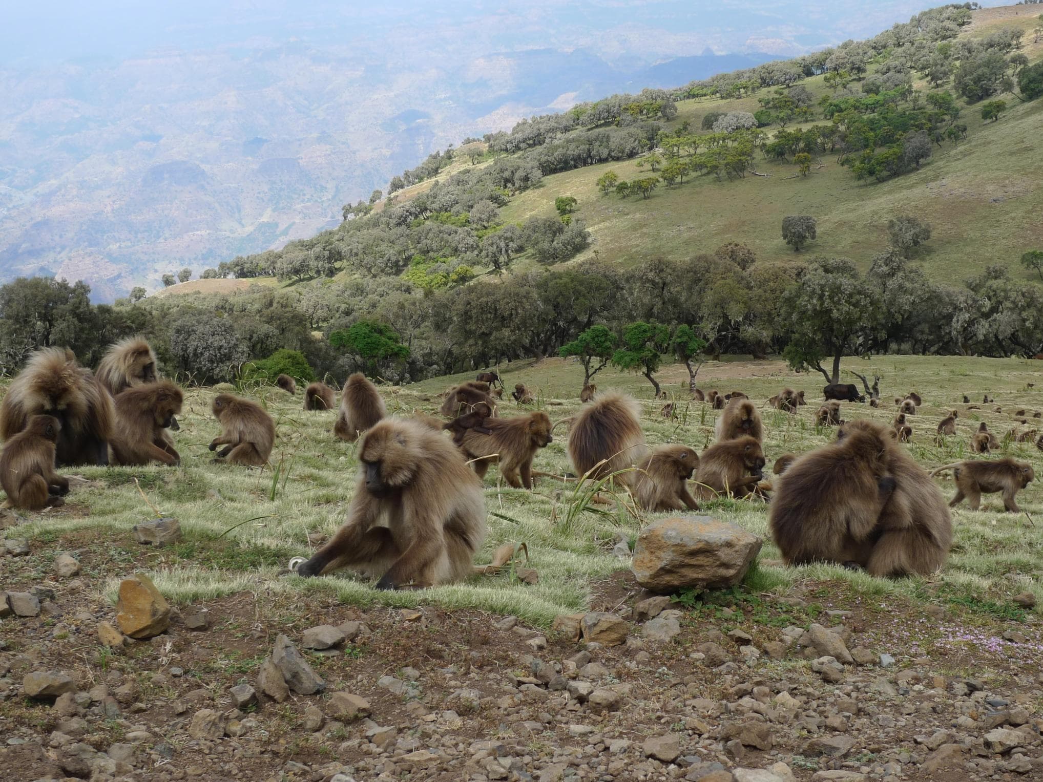 12 Things You Really Should Know About Gelada Baboons