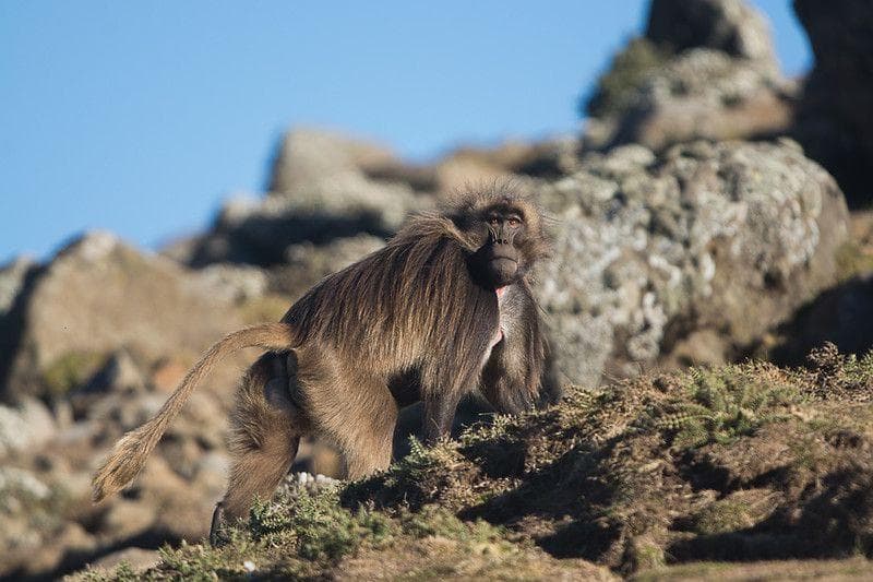 12 Things You Really Should Know About Gelada Baboons