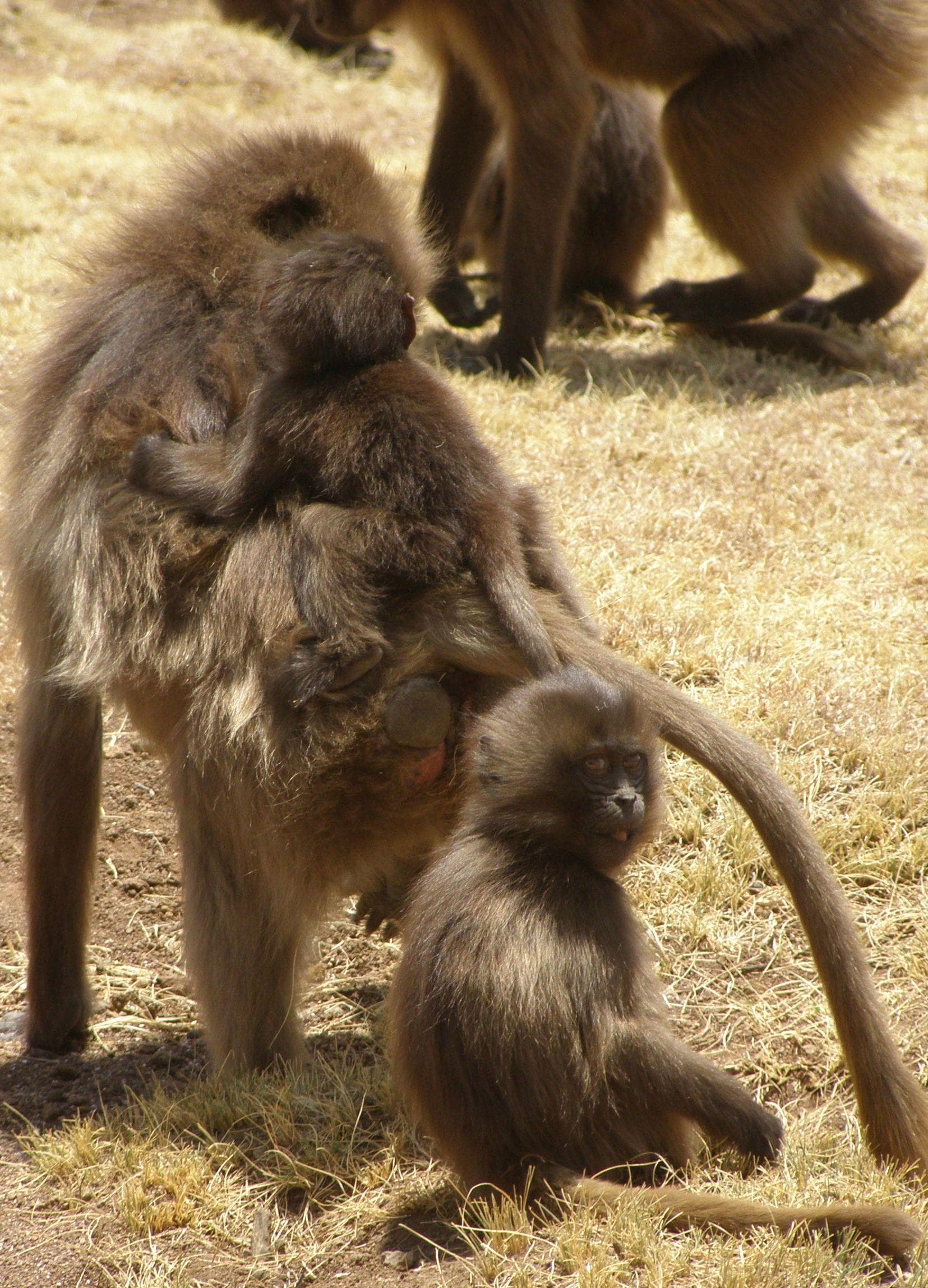 12 Things You Really Should Know About Gelada Baboons