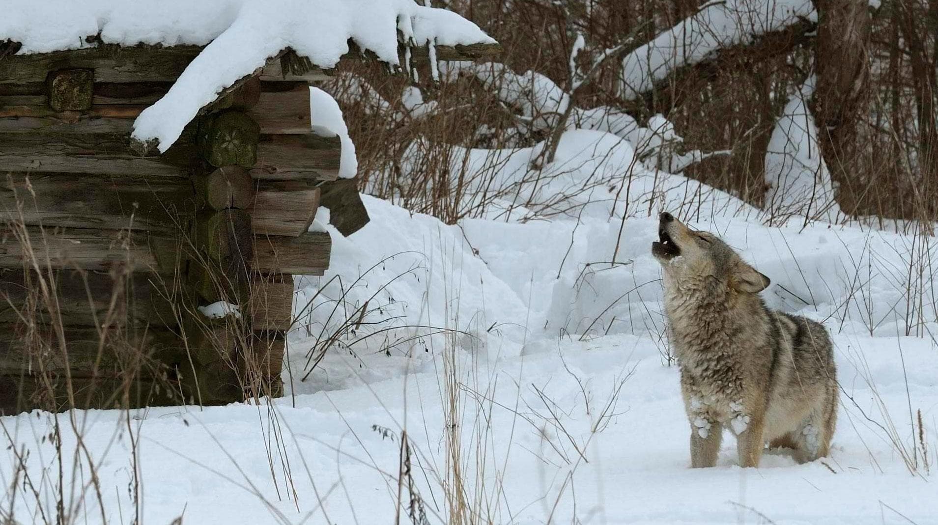 The Radioactive Animals Of Chernobyl - Wolves, Birds, and More