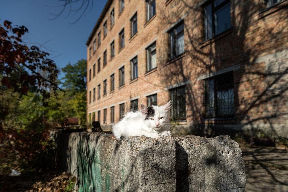 The Radioactive Animals Of Chernobyl: Wolves, Birds, And More