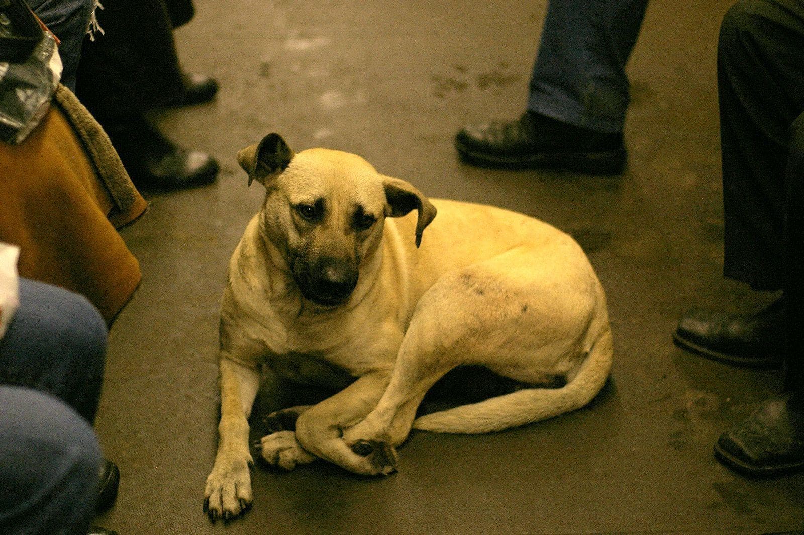 A Bunch Of Dogs In Russia Have Figured Out How To Use Public Transportation