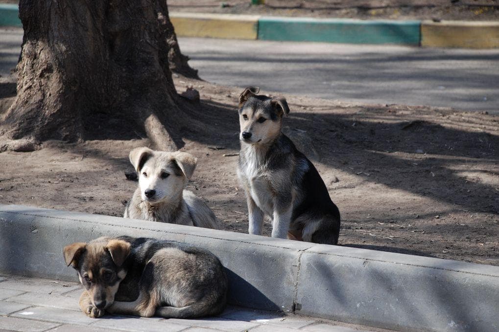 A Bunch Of Dogs In Russia Have Figured Out How To Use Public Transportation