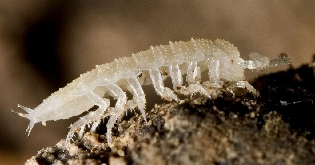 Fascinating And Kind Of Icky Adaptations Of Animals That Now Live In Caves