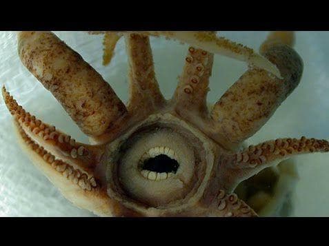 The Craziest Mouths Of Underwater Animals And How They Work