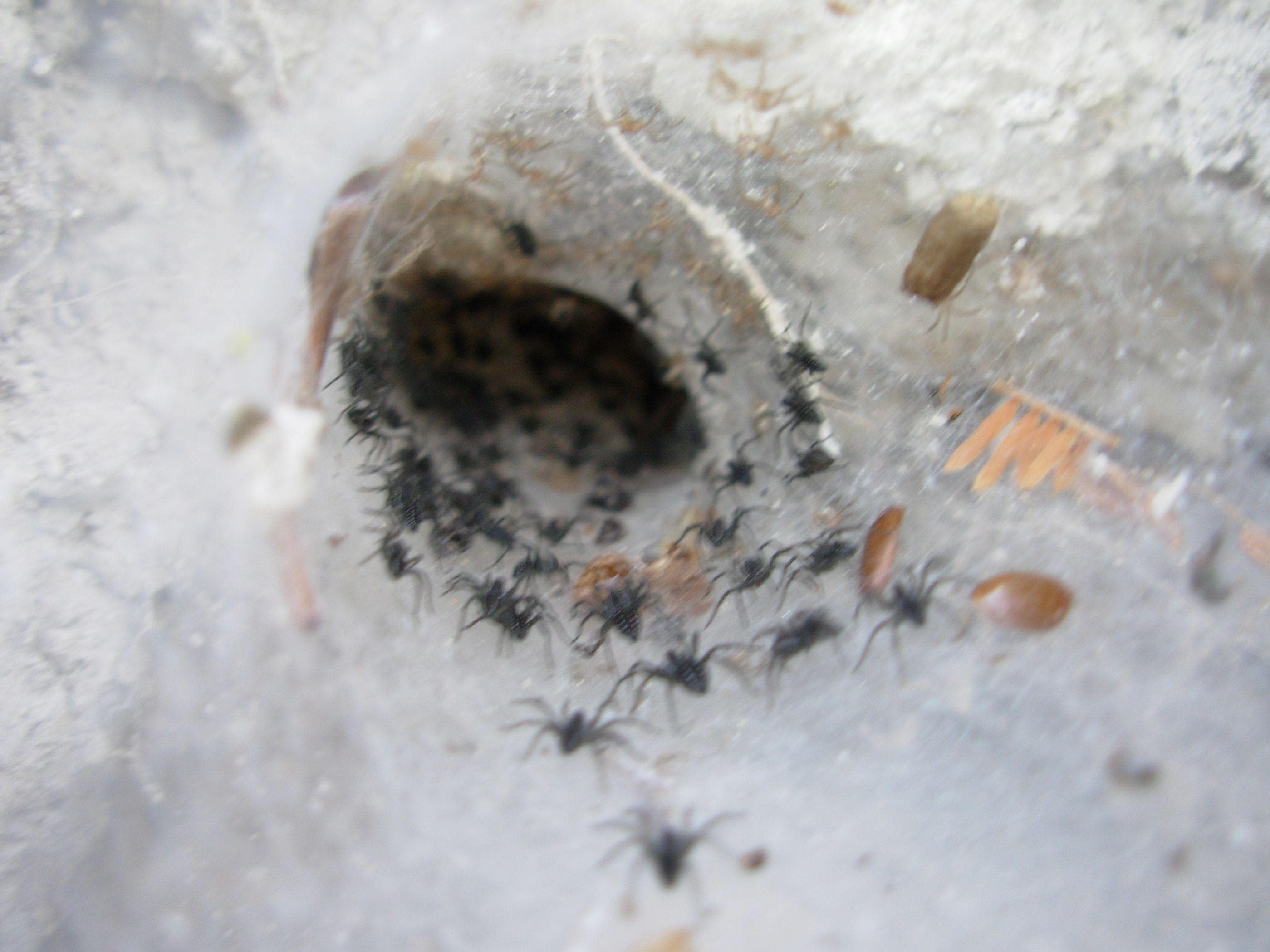 10 Fascinating Details About Social Spiders