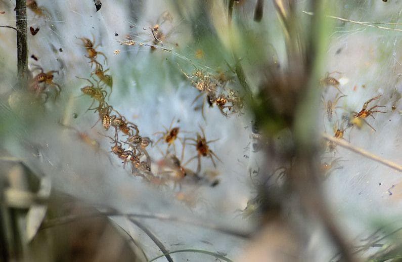 10 Fascinating Details About Social Spiders