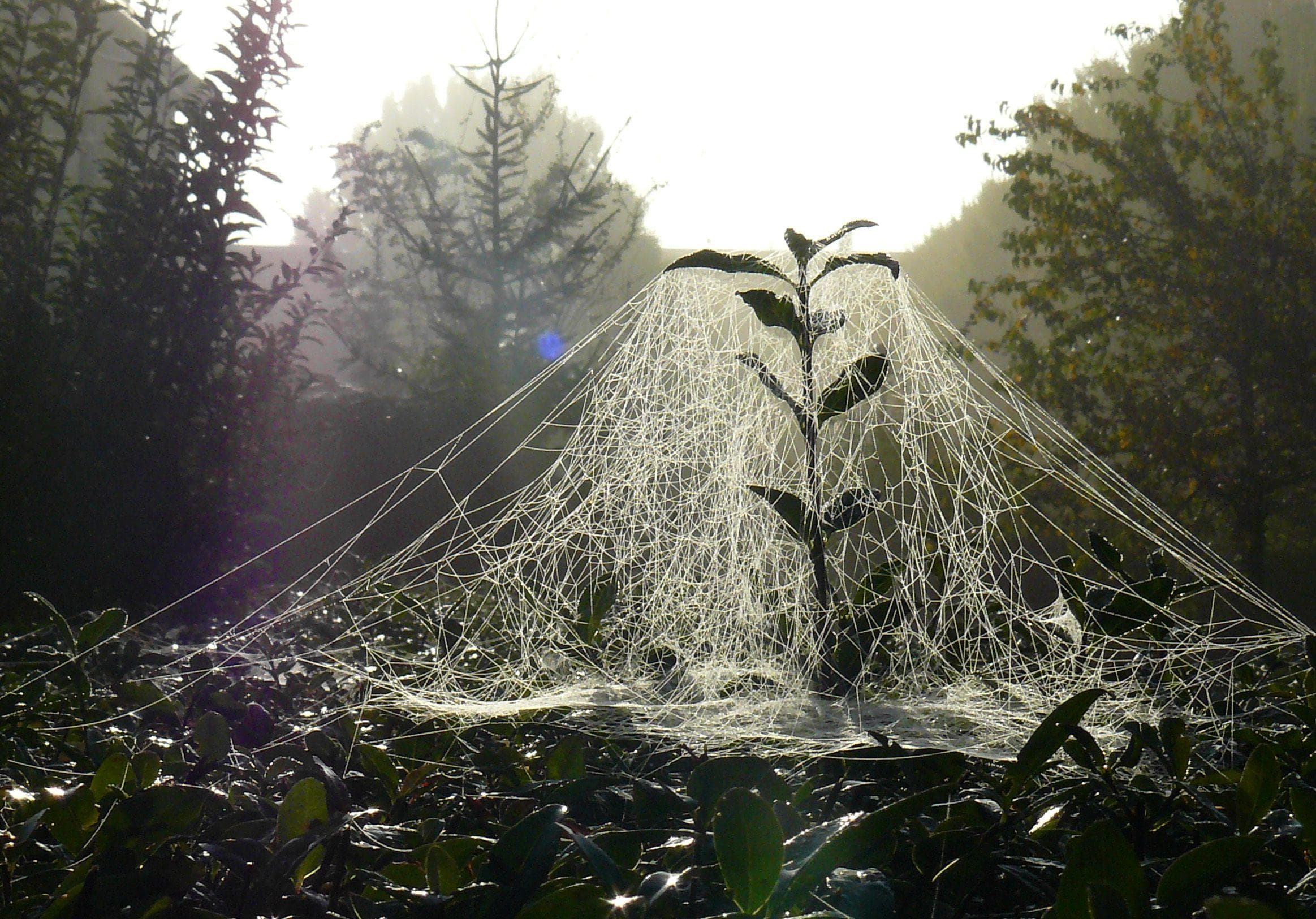 10 Fascinating Details About Social Spiders