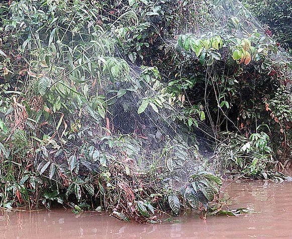 10 Fascinating Details About Social Spiders