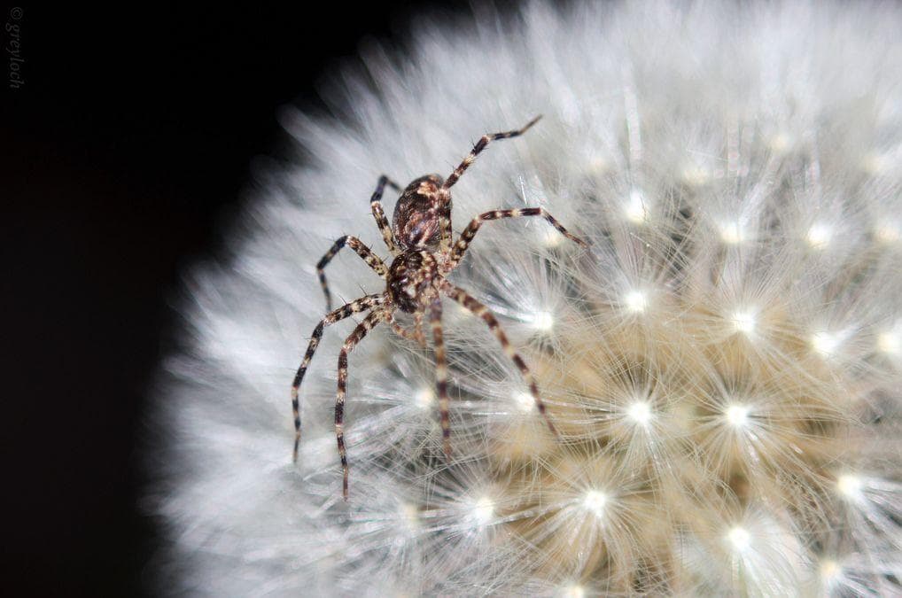 10 Fascinating Details About Social Spiders