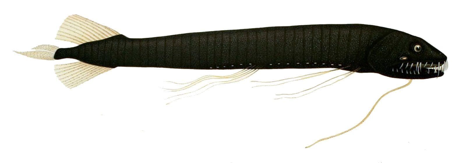 The Craziest Mouths Of Underwater Animals And How They Work