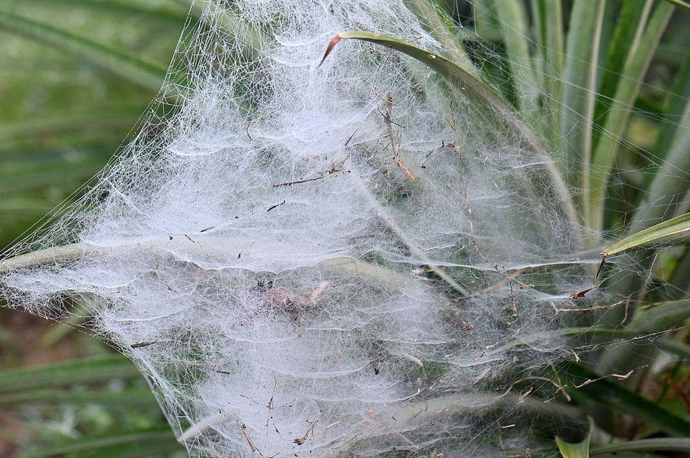 10 Fascinating Details About Social Spiders