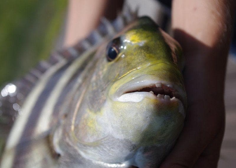 The Craziest Mouths Of Underwater Animals And How They Work